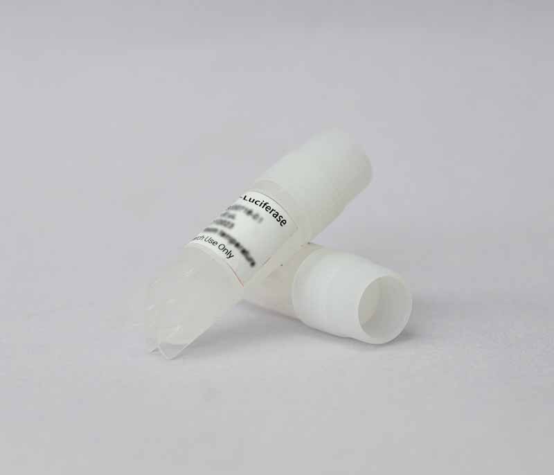 RC-K8-Luc Cell line_Vitro Biotech