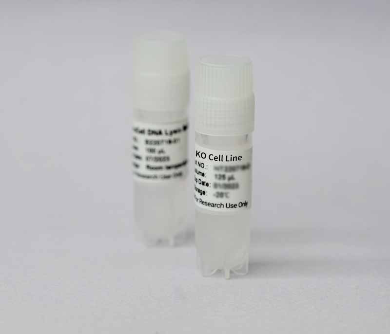 KO cell line|CRISPR Cas9 knockout-Vitro Biotech
