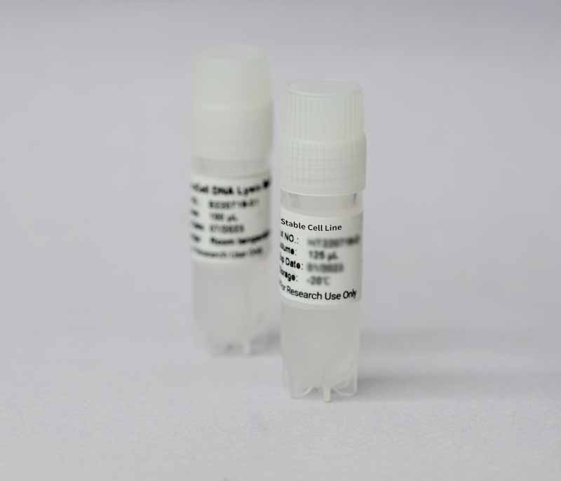 Cell lines-KO cells | Luciferase cells | Cas9 expressing cell lines ...