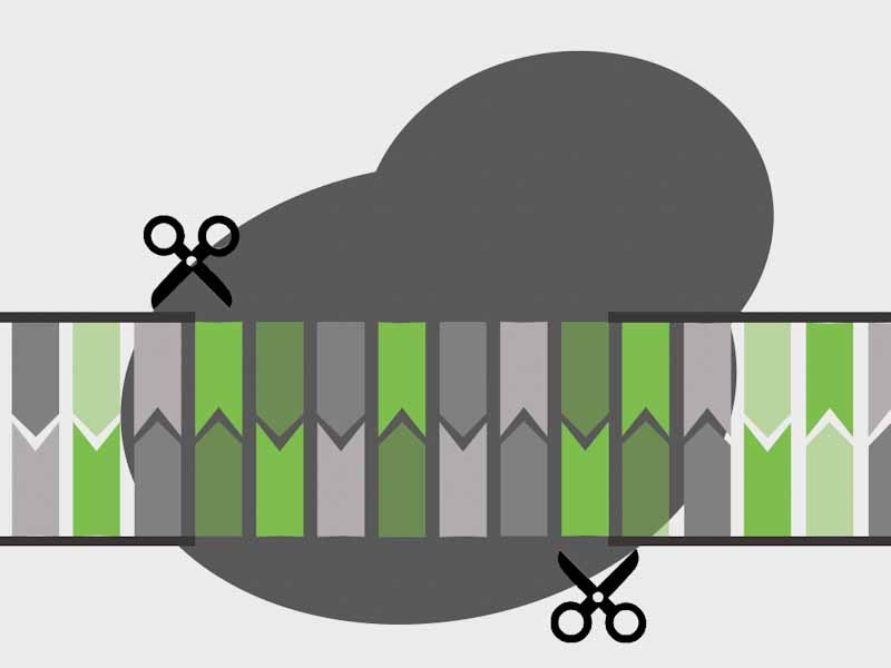 KO cells, Luciferase cells, Cas9 expressing cell lines |Vitro Biotech