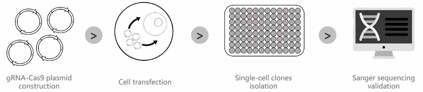 KO cell line|CRISPR Cas9 knockout-Vitro Biotech