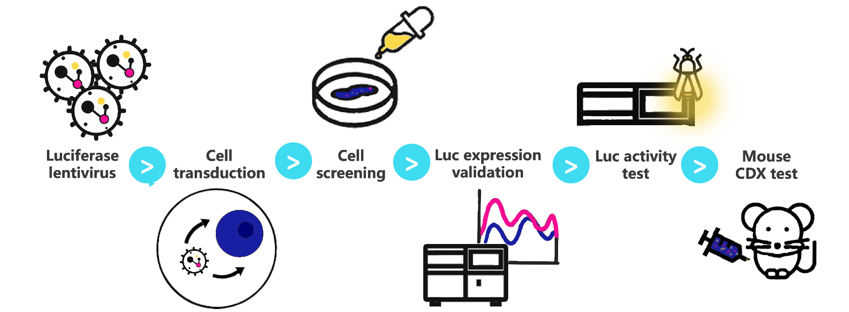Luciferase cell lines-Vitro Biotech