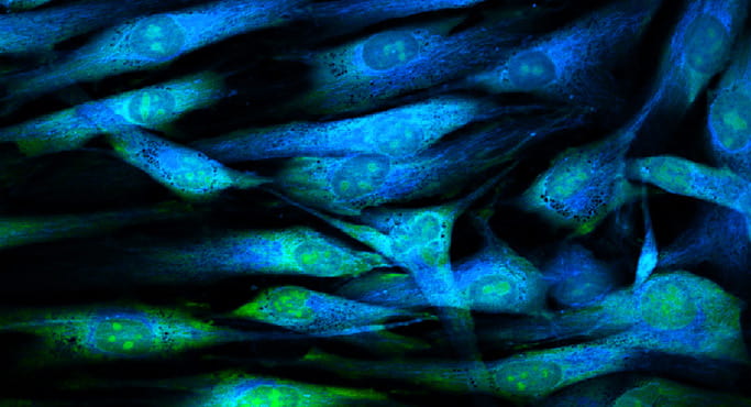 Luciferase cells, Cas9 expressing cell lines, OVA cells|Vitro Biotech