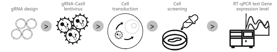 CRISPRa Stable Cell Line_Vitro Biotech