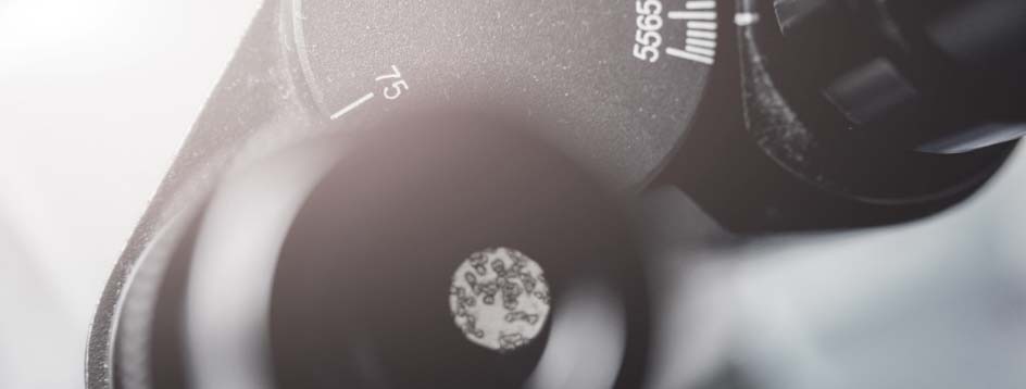 Knock in Cell Line_Vitro Biotech