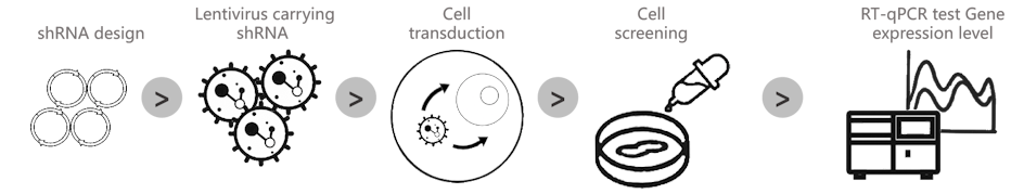shRNA Knockdown Stable Cell Line_Vitro Biotech