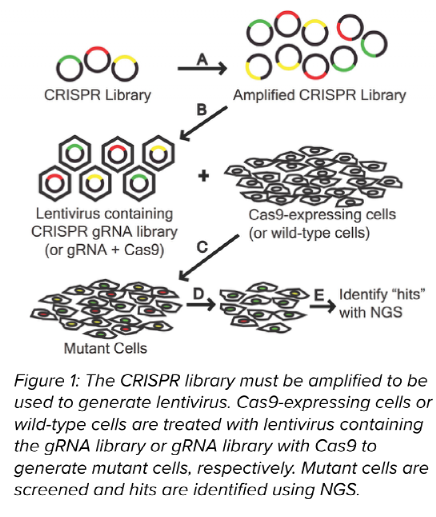 Everything You Need To Know About CRISPR gRNA Library Screening_Vitro Biotech