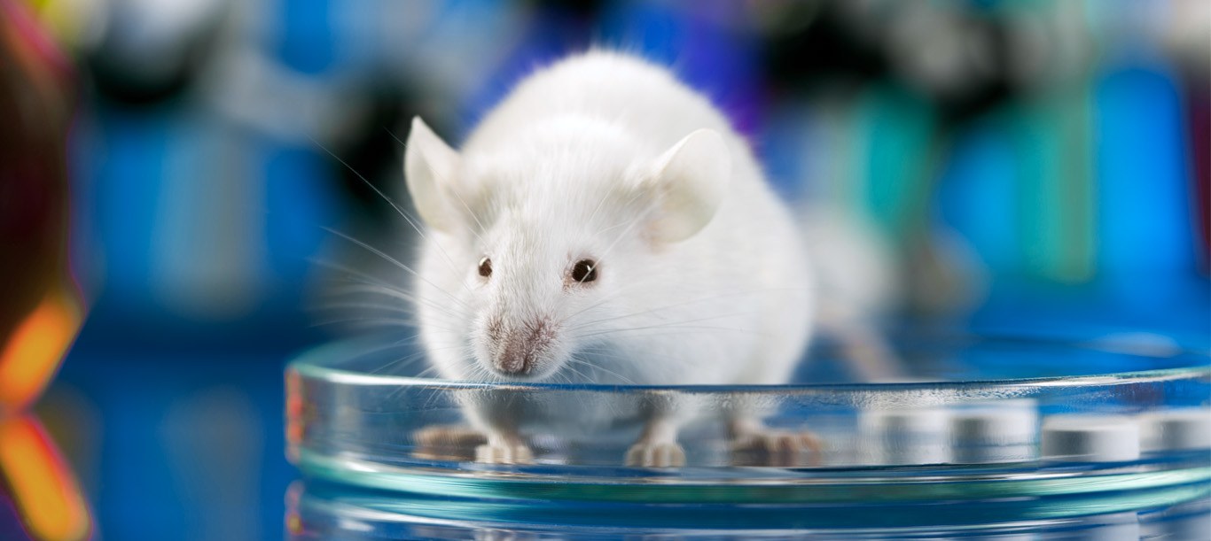 Luciferase Stable Cell Line Application: In Vivo Imaging_Vitro Biotech