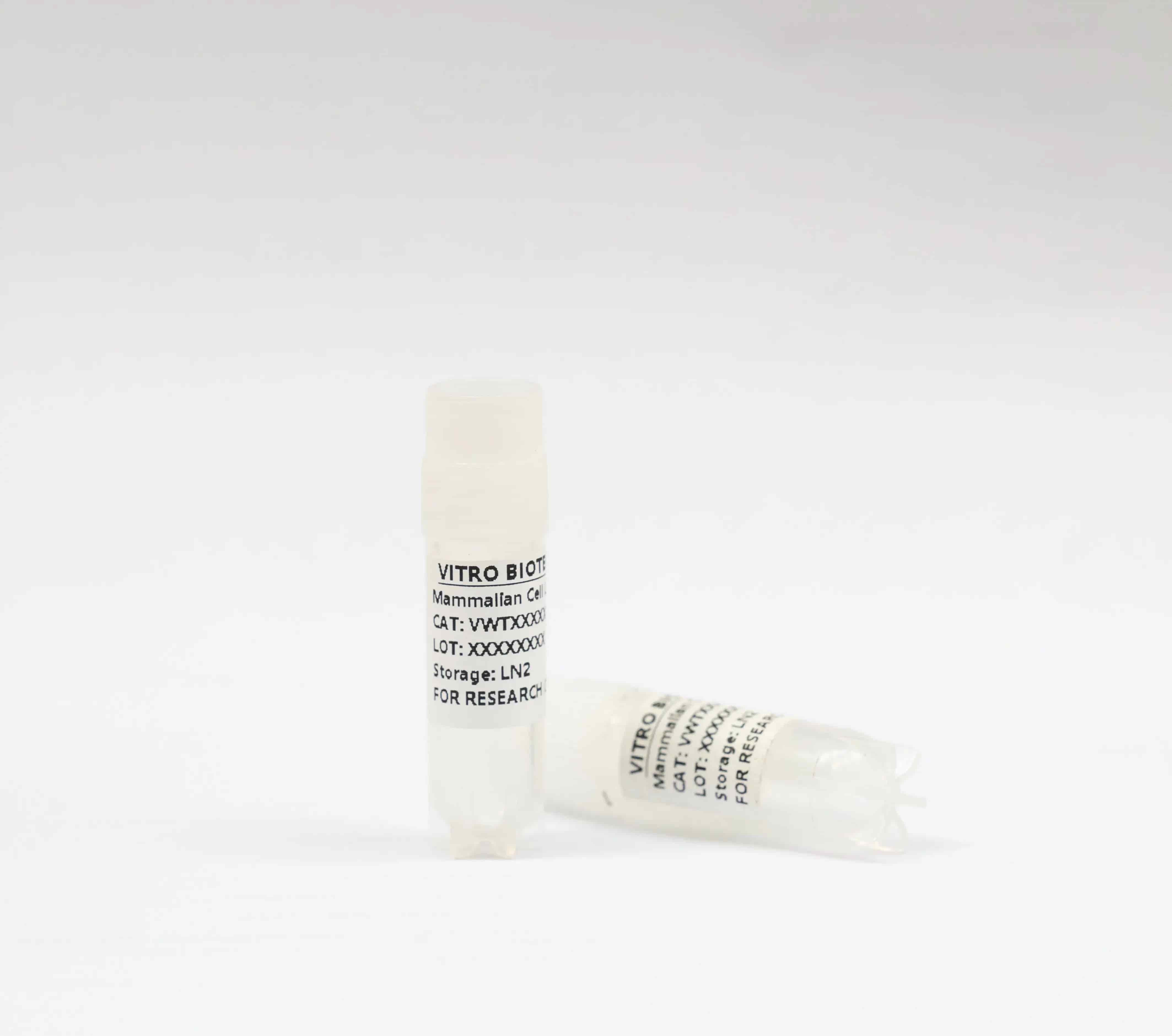 IPEC-J2_Vitro Biotech